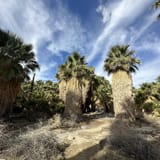 Hidden Horseshoe and Pushwalla Palms Trail, California - 250 Reviews ...