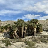 Hidden Horseshoe and Pushwalla Palms Trail, California - 250 Reviews ...