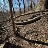 Chestnut Ridge Heritage Preserve Trail, South Carolina - 1,412 Reviews ...