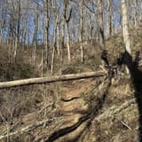 Chestnut Ridge Heritage Preserve Trail, South Carolina - 1,412 Reviews ...
