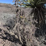 Skyline Drive Trail, Texas - 551 Reviews, Map | AllTrails