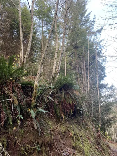 Best Hikes and Trails in Port Ludlow | AllTrails