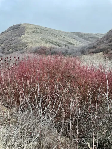 Best Hikes and Trails in Redbird Canyon Wildlife Management Area ...