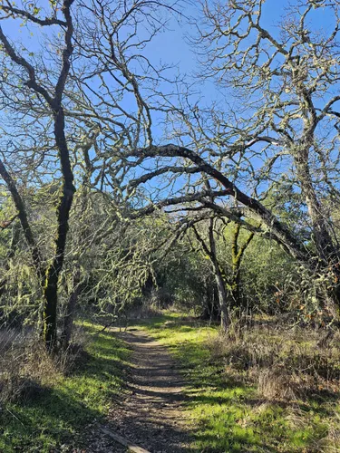 Best Hikes and Trails in Coal Mine Ridge Nature Preserve of Portola ...