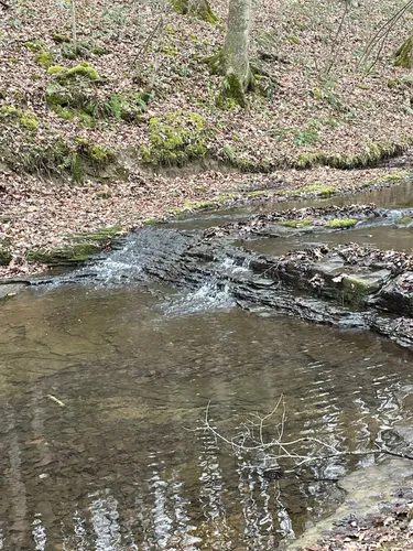 Best Forest Trails in Taswell | AllTrails