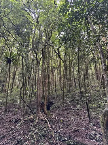 Best Hikes and Trails in Copeland Tops State Conservation Area | AllTrails