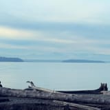 Seahurst Park Loop Trail, Washington - 773 Reviews, Map | AllTrails