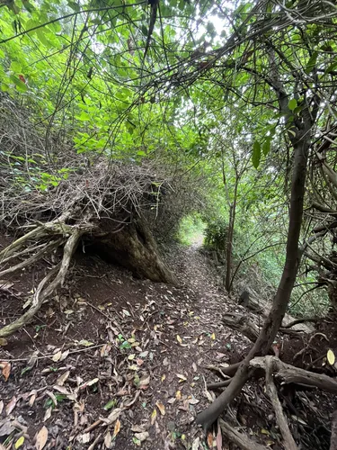 Best Hikes and Trails in Ravensbourne National Park | AllTrails