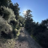 Mount Lowe Railway Loop, California - 496 Reviews, Map | AllTrails