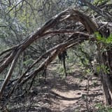 Lake Austin/360 Bridge Overlook, Texas - 534 Reviews, Map | AllTrails