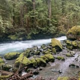 Duckabush River Trail to Five Mile Camp, Washington - 841 Reviews, Map ...