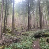 Duckabush River Trail to Five Mile Camp, Washington - 804 Reviews, Map ...