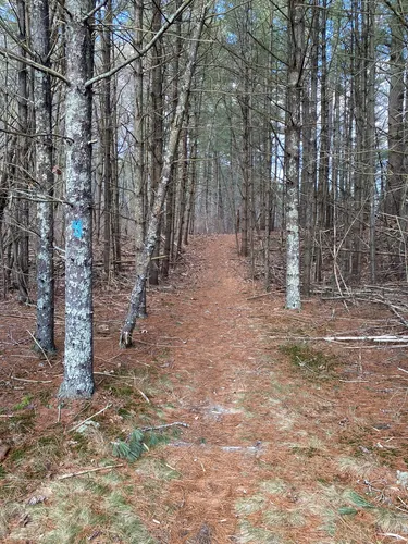 Best Hikes and Trails in Nicholas Farm Management Area | AllTrails