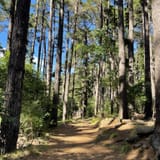 Newlands Forest via the Contour Path, Western Cape, South Africa - 703 ...