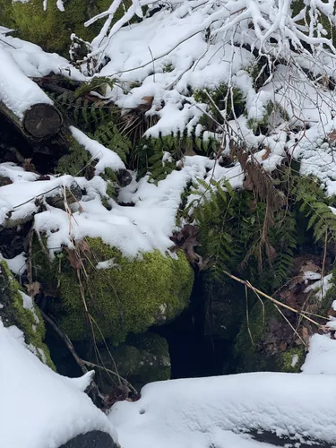 Best Forest Trails in Mount Nemo Conservation Area | AllTrails