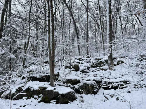 Best Forest Trails in Mount Nemo Conservation Area | AllTrails