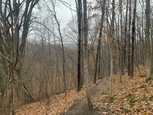 Best Forest Trails in Cross Plains State Park | AllTrails