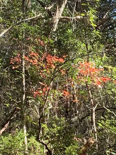 Best Hikes and Trails in Oak Tree Nature Park | AllTrails