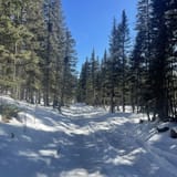 Mount Rosa Trail, Colorado - 626 Reviews, Map | AllTrails