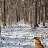 Loree Forest Loop, Ontario, Canada - 1,299 Reviews, Map | AllTrails