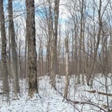 Loree Forest Loop, Ontario, Canada - 1,299 Reviews, Map | AllTrails