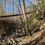 Devil's Racetrack Trail, Tennessee - 584 Reviews, Map | AllTrails