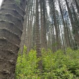 Judd Trail, Oahu, Hawaii - 2,393 Reviews, Map | AllTrails