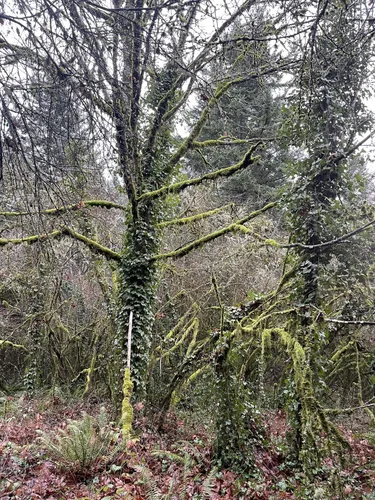 Best Hikes and Trails in Kelly Butte Natural Area | AllTrails