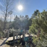 Lost Pines Trail, Texas - 670 Reviews, Map | AllTrails