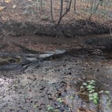 Harris Lake Peninsula Trail, North Carolina - 1,700 Reviews, Map ...