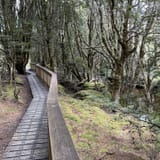 Enchanted Walk, Tasmania, Australia - 326 Reviews, Map | AllTrails