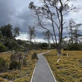 Enchanted Walk, Tasmania, Australia - 326 Reviews, Map | AllTrails