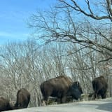 White Bison Loop, Missouri - 2,188 Reviews, Map | AllTrails