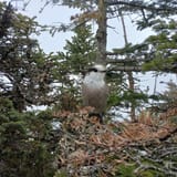 Middle Carter via Imp, North Carter, and Carter-Moriah Trail, New ...