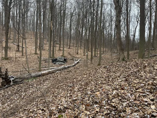 Best Hikes and Trails in Camillus Forest Unique Area | AllTrails