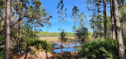 Best Hikes and Trails in Lake Lizzie Conservation Area | AllTrails