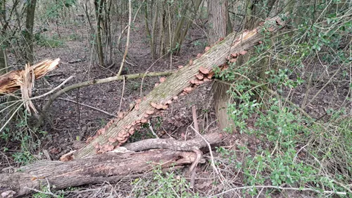 Best Hikes and Trails in Addicks Reservoir | AllTrails