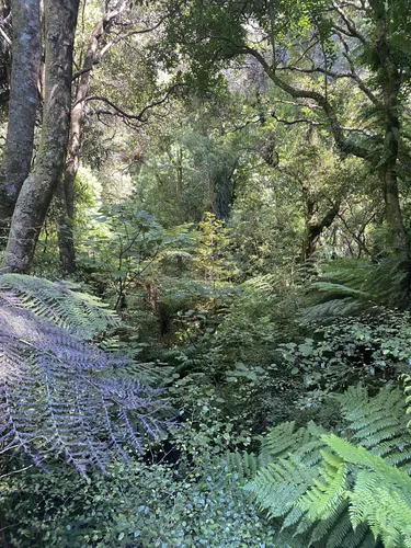 Best Hard Trails in Remutaka Forest Park | AllTrails