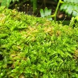 Cross Island Track and The Needle, Rarotonga, Cook Islands - 138 ...