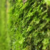 Cross Island Track and The Needle, Rarotonga, Cook Islands - 138 ...