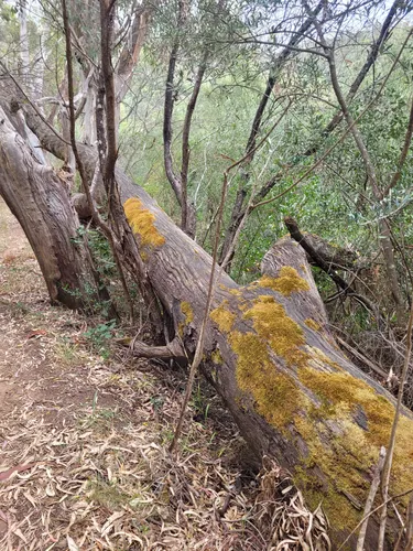 Best Forest Trails in Uraidla - Summertown | AllTrails