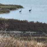 Oso Bay Wetlands Preserve, Texas - 378 Reviews, Map | AllTrails