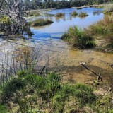 Boardman Pond Observation Platform Trail, Florida - 72 Reviews, Map ...