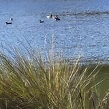 Boardman Pond Observation Platform Trail, Florida - 72 Reviews, Map ...