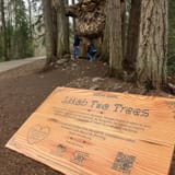 Poo Poo Point Trail, Washington - 6,006 Reviews, Map | AllTrails
