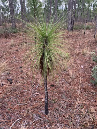 Best Hikes and Trails in Green Swamp Preserve | AllTrails