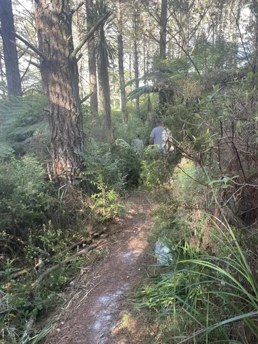 Best Short Trails in Riverhead Forest | AllTrails