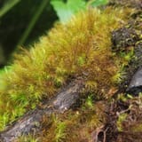 Cross Island Track and The Needle, Rarotonga, Cook Islands - 191 ...