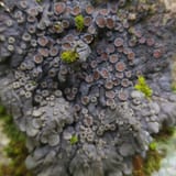 Cross Island Track and The Needle, Rarotonga, Cook Islands - 191 ...