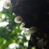 Cross Island Track and The Needle, Rarotonga, Cook Islands - 191 ...